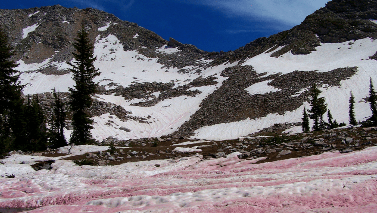 What Is Watermelon Snow? That Delicious-Sounding Pink Stuff | IFLScience