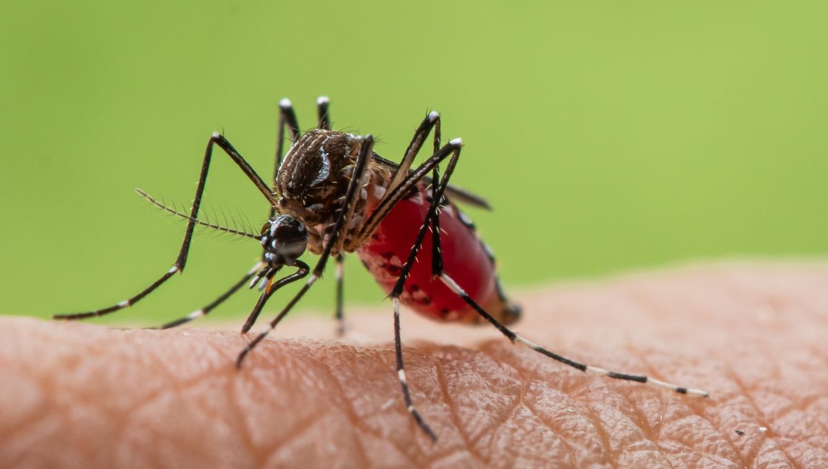 The Rise Of The Super-Insecticide-Resistant Mosquitoes | IFLScience