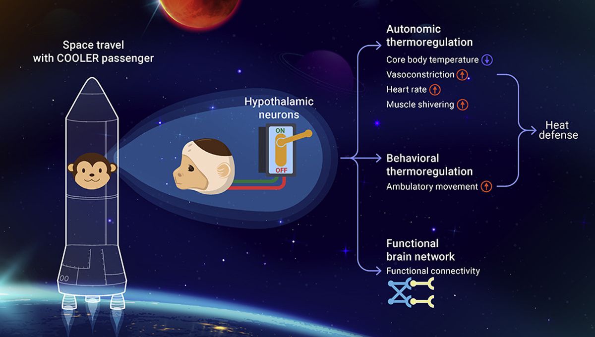 Neural Control Of Monkeys’ Body Temperatures Might Take Humanity To The ...