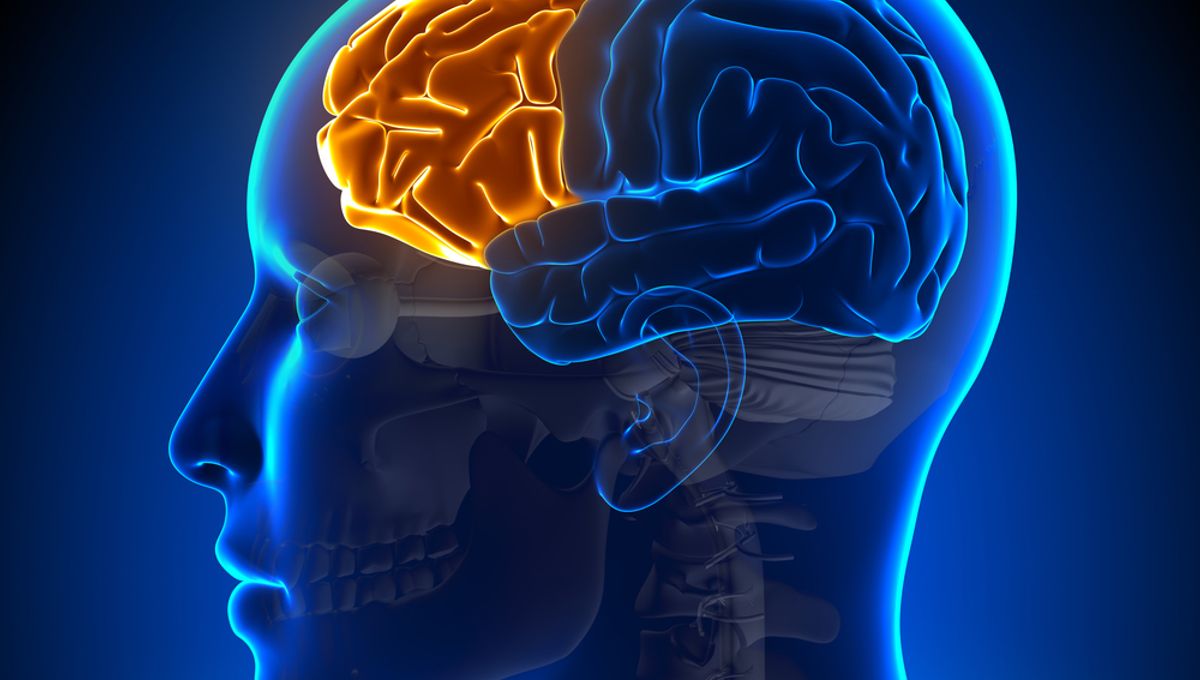 We Might Finally Have Found One Of The Brain’s Most Important Regions ...