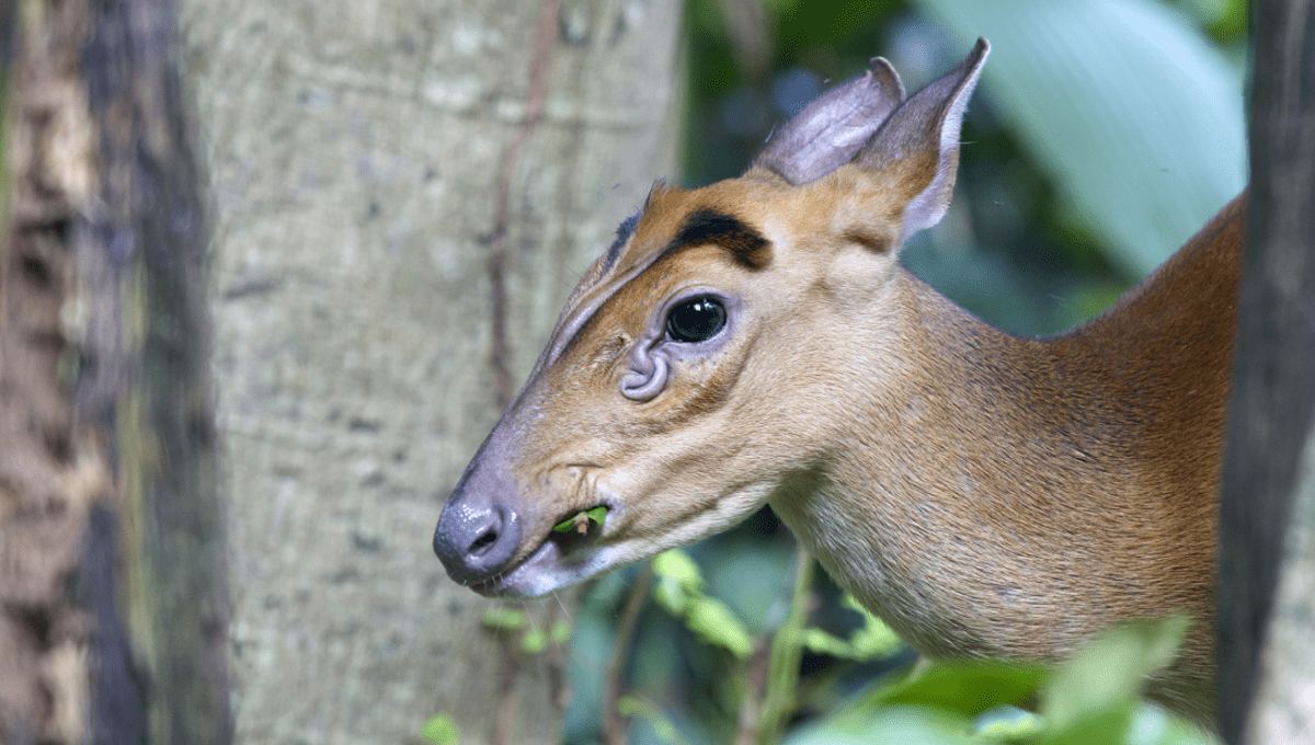 Muntjac Deer Have Bizarre Flaring Scent Glands On Their Face IFLScience