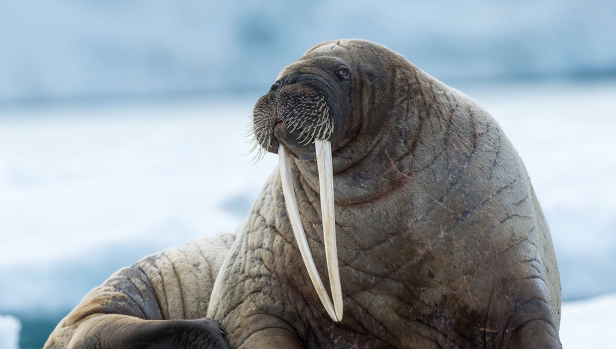 Do Animals Masturbate (Other Than Humans)? | IFLScience