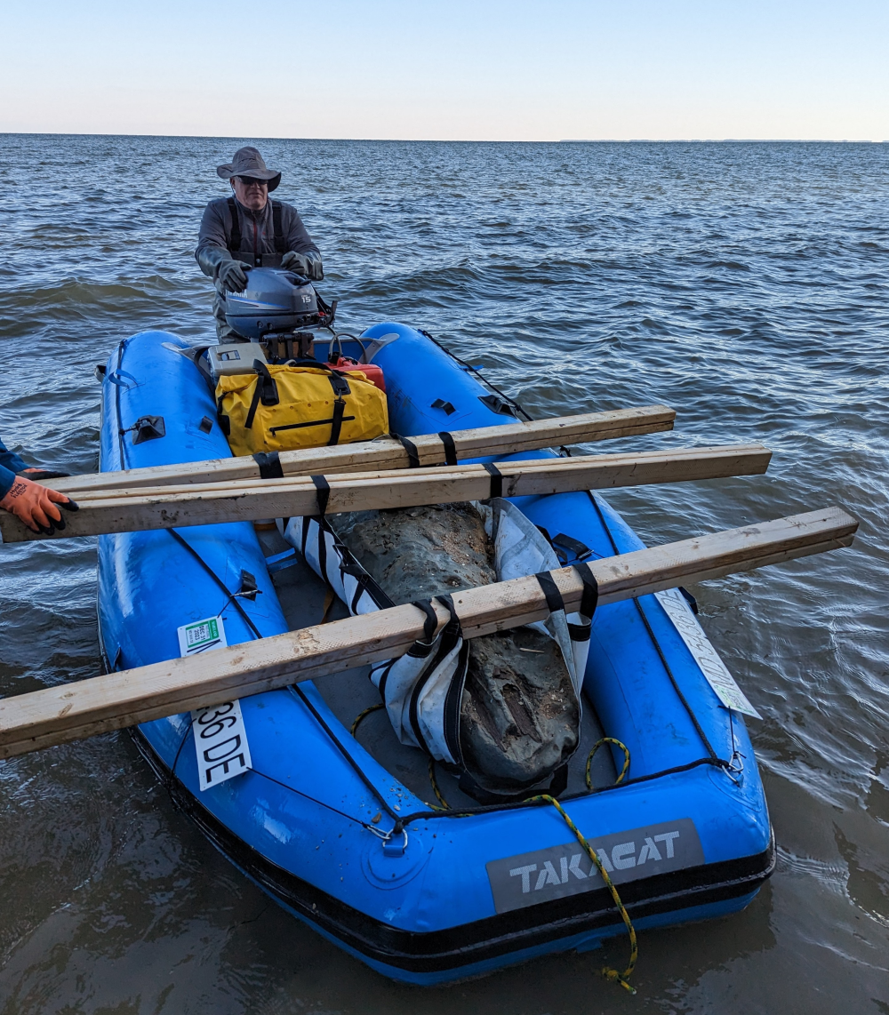 Fossil Sharks Tooth Hunt Unearths 12 Million-Year-Old Whale Skull ...