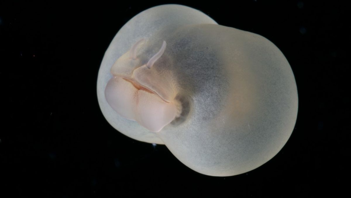 This Flying Buttocks Is Actually A Pigbutt Worm | IFLScience