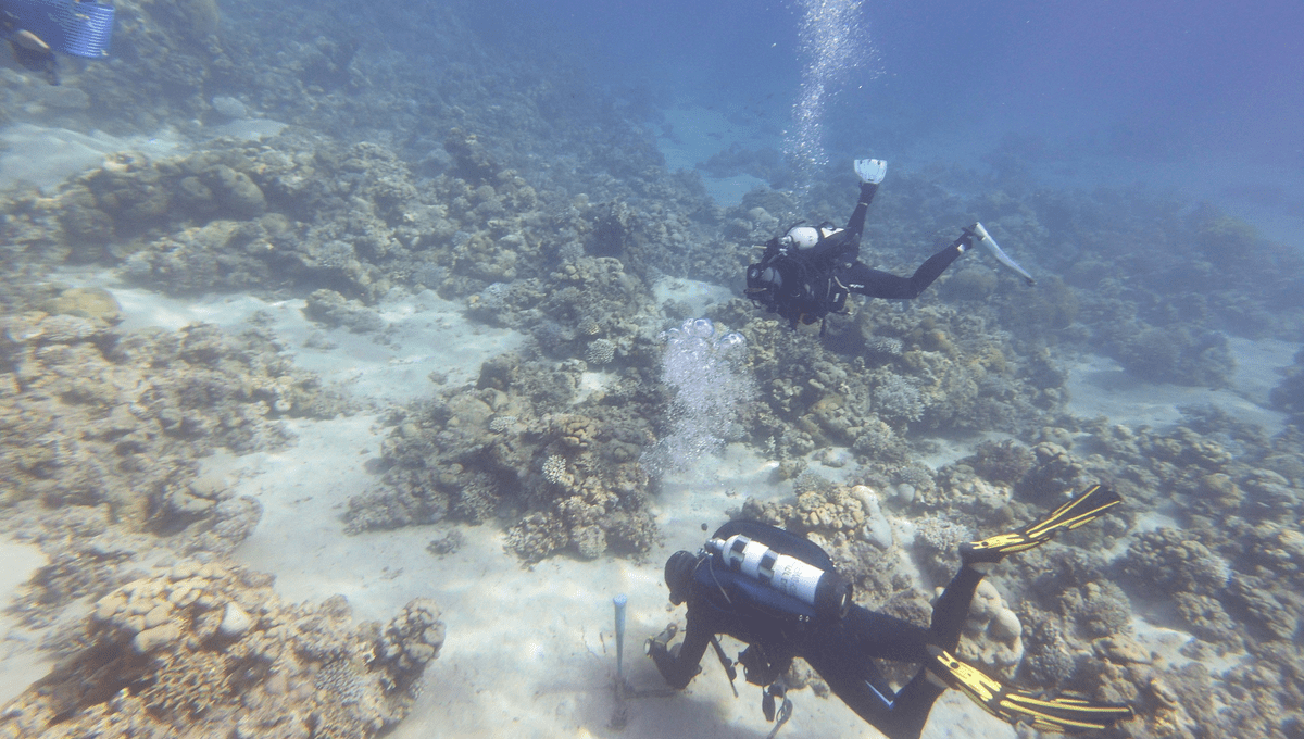 When Desert Dust Hits Coral Reefs They Create Surprising Carbon Sinks ...