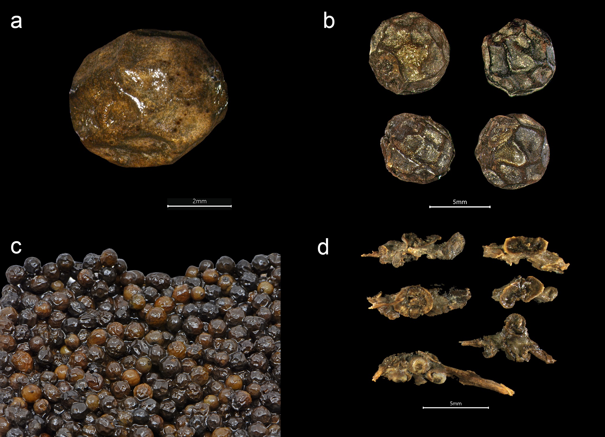 Ancient Shipwreck Reveals Unprecedented Glimpse Into Medieval Royal ...