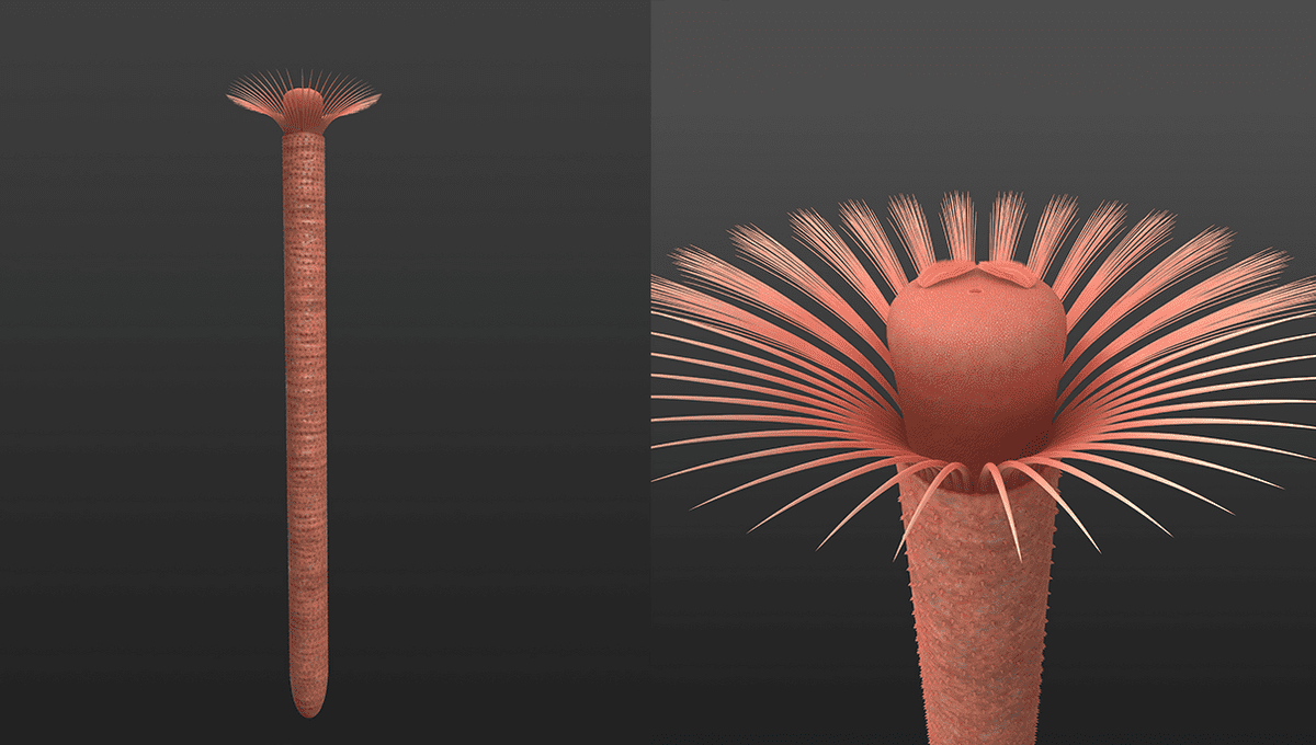 Ancient Peperami Had A Surprisingly Complex Body For A 515-Million-Year ...