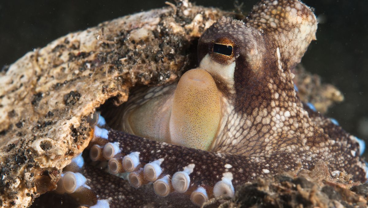 If You Want To Know Sea Level’s Future, Ask An Octopus | IFLScience