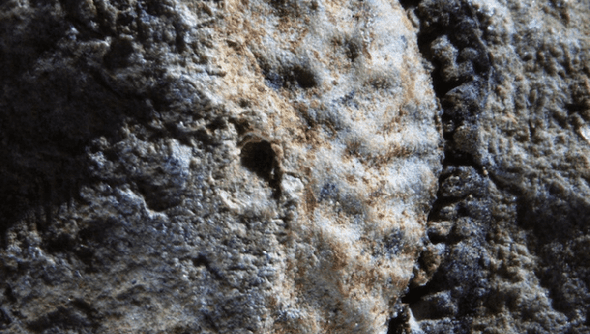 Cretaceous Fossil Fruit Proves Dinosaurs Had The Ancestors Of Coffee ...