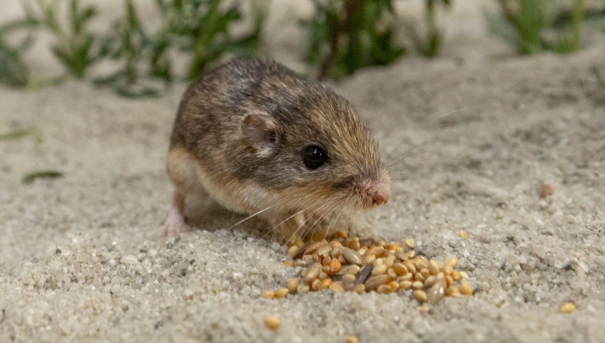 We’d Like You To Meet Pat, The Record-Breaking Mouse | IFLScience