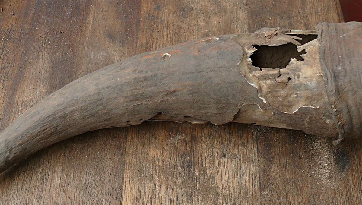 500-Year-Old Horn Container Discovered In South Africa Sheds Light On ...