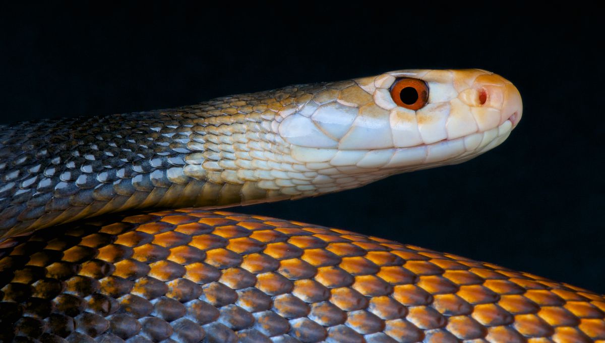 Snakes Are Listening More Than You Realise | IFLScience