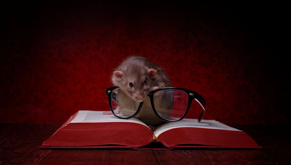 Rats Love Learning So Much They Will Sacrifice Immediate Drinking For ...