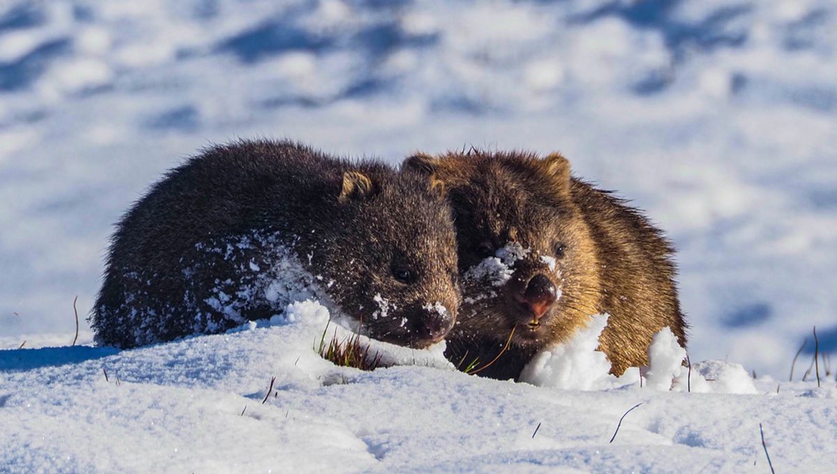 The Link Between Wombat Poo And Lava Revealed | IFLScience