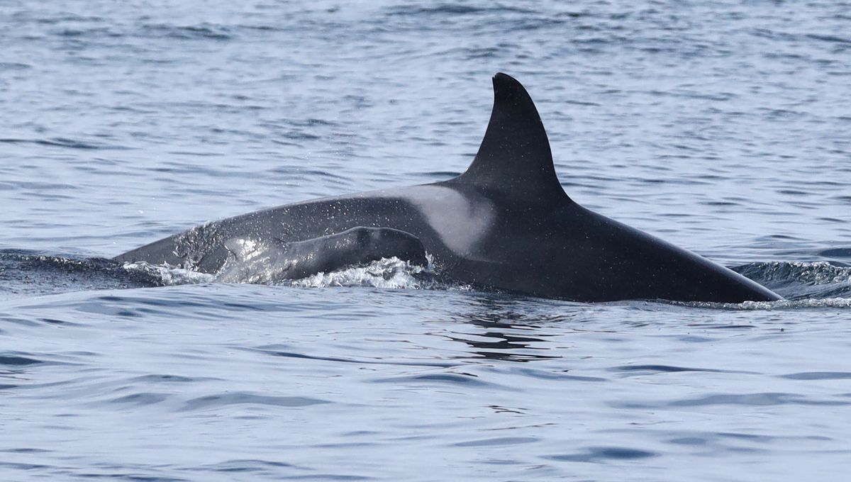 We Built A Human-Skin Printer From Lego And We Want Every Lab To Use ...