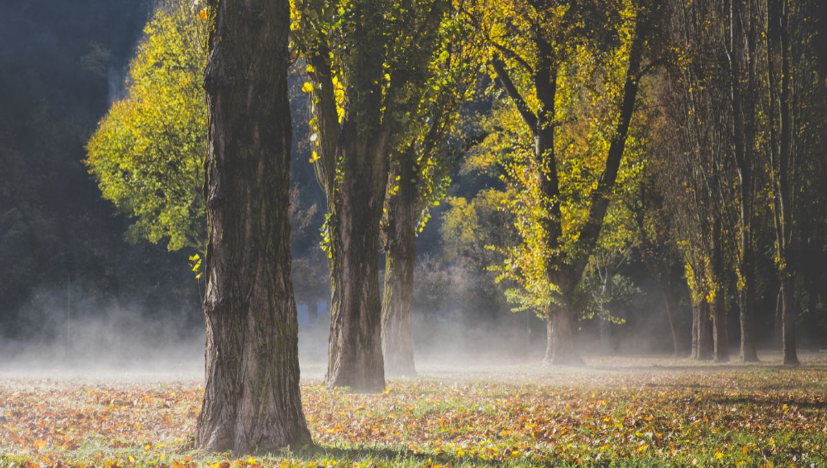 Genetically Modified Trees | IFLScience