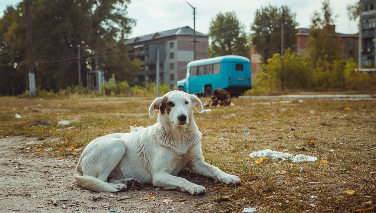 The Dogs Of Chernobyl Are Genetically Seperate To Others, Perhaps Due ...