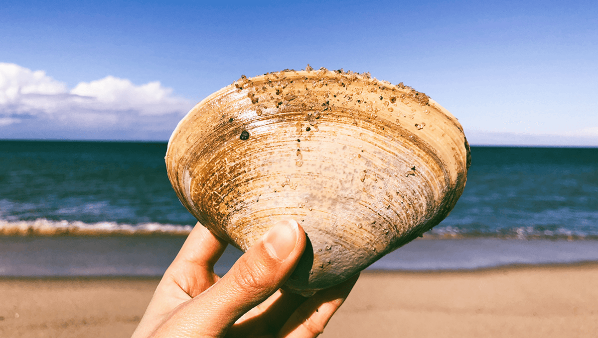 Florida Man Finds Huge Two Hundred Year Old Clam | IFLScience