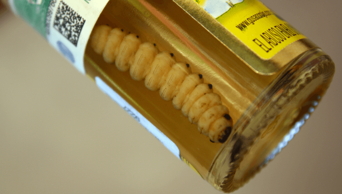 Tequila Worm Tequila Worm Images – Browse 428 Stock Photos, Vectors,