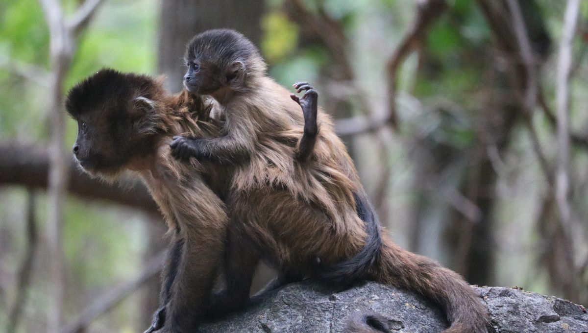 Capuchin Mother Cares For Disabled Baby In Life And Death | IFLScience