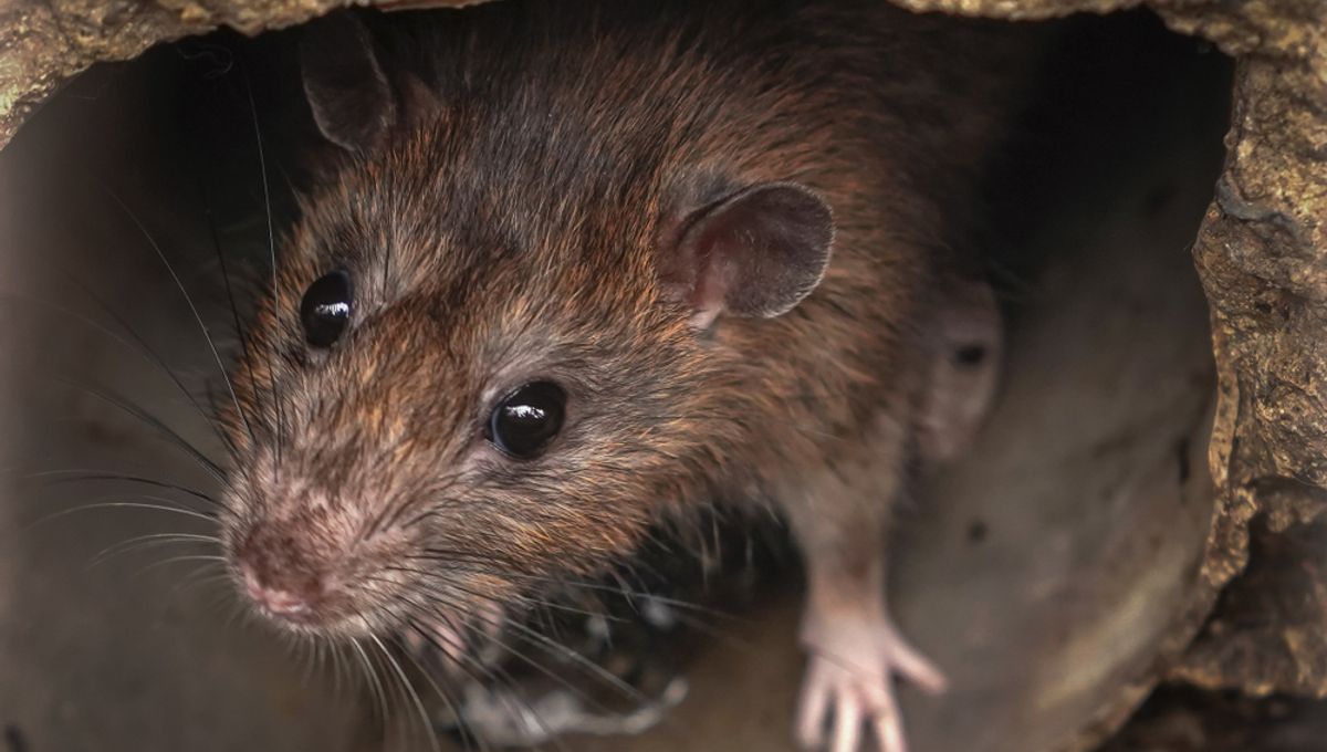 Rats In NYC's Sewers Could Be Carrying Various COVID-19 Variants ...