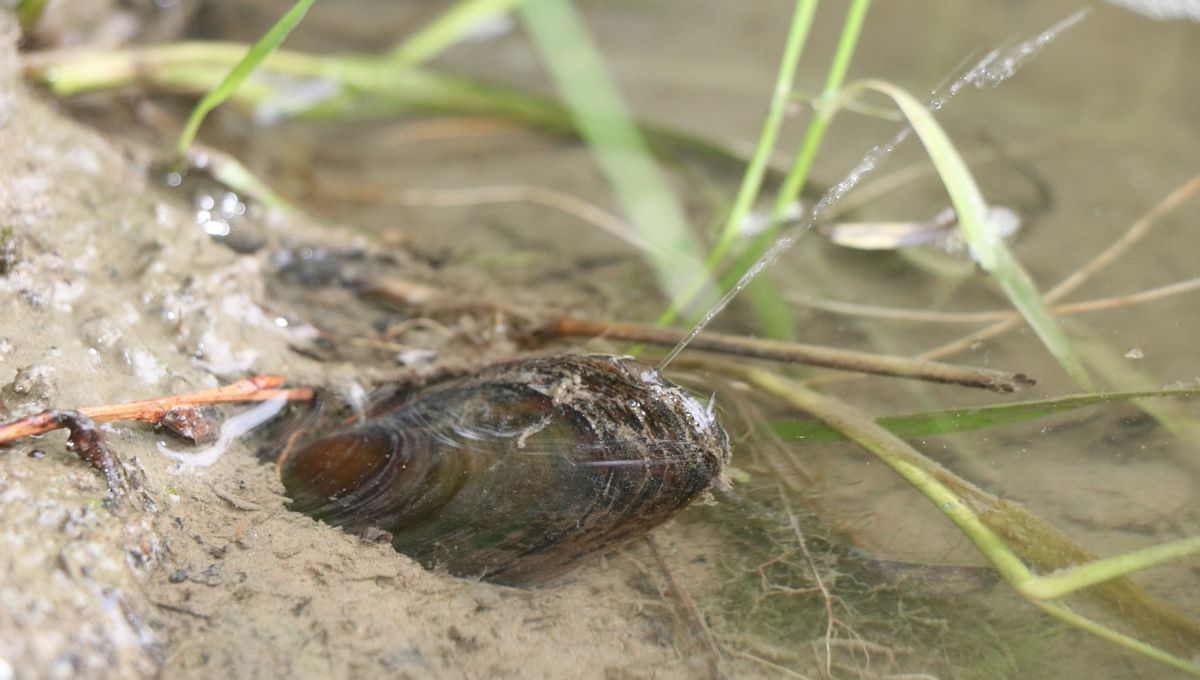 Watch This Endangered Mussel Squirting Like A Water Pistol | IFLScience