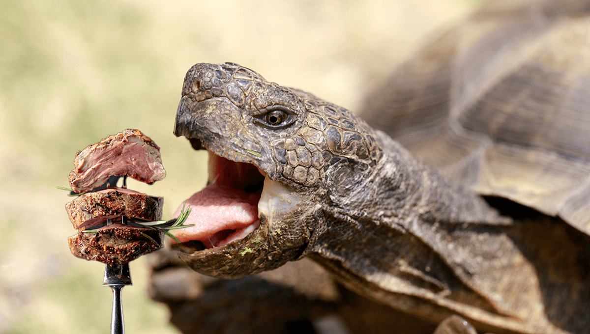 Think Tortoises, Mallards and Giraffes Are Vegetarian? Think Again ...