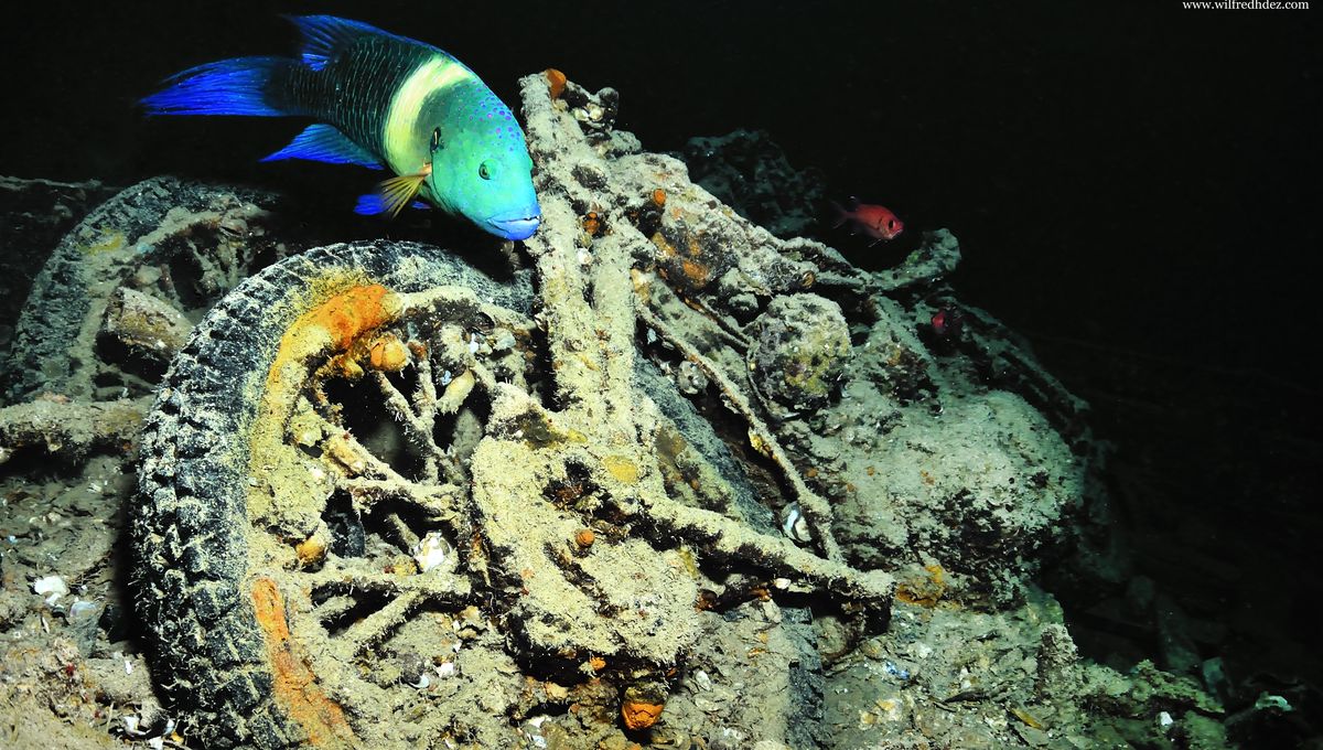 A Glorious Coral Reef Is Thriving On A WW2 Shipwreck In Red Sea ...