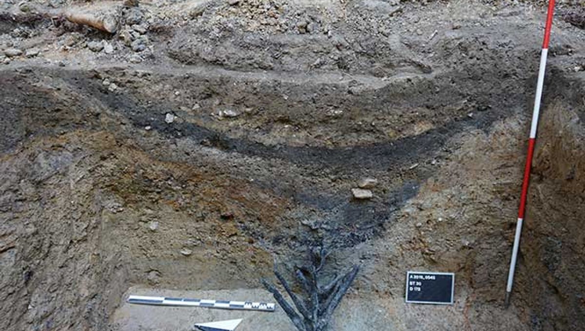 Spiky Wooden Defenses Described By Julius Caesar Unearthed For The ...
