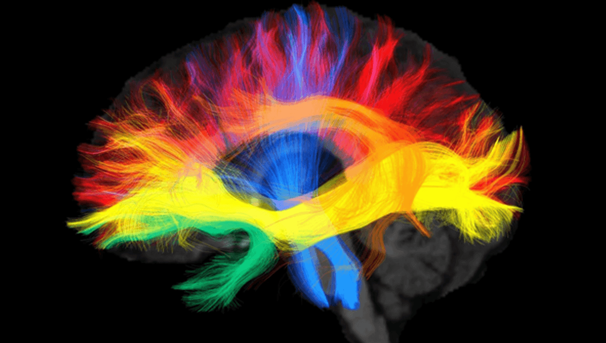 How Your Native Language Changes The Structure Of Your Brain | IFLScience