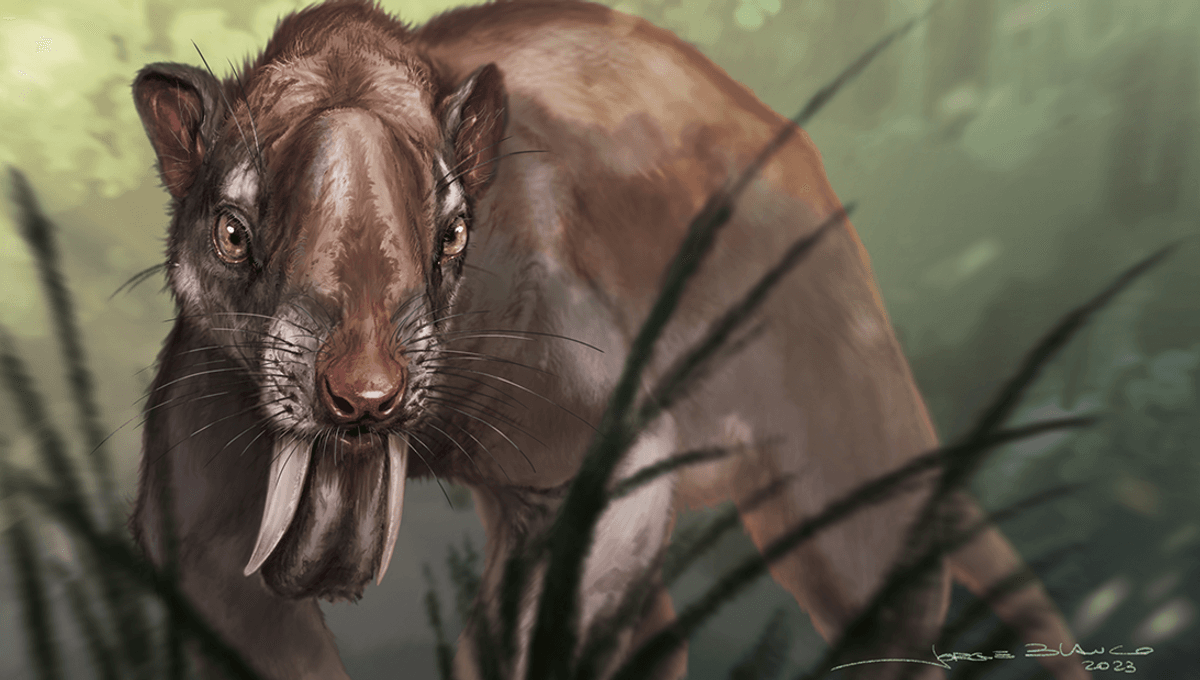 Ancient Marsupial Sabertooth Had Teeth So Big Its Eyes Were Sticking ...
