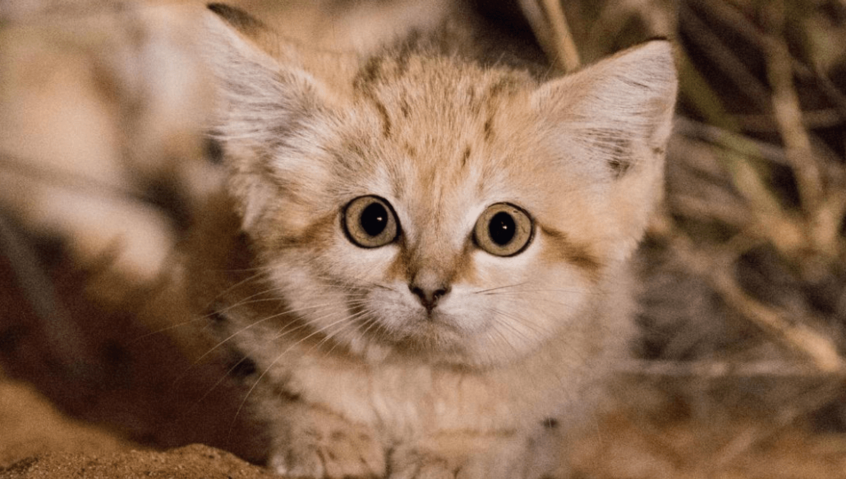 Tiny Sand Cats' Huge Range Reveals Behavior Never Seen In Wild Cats ...