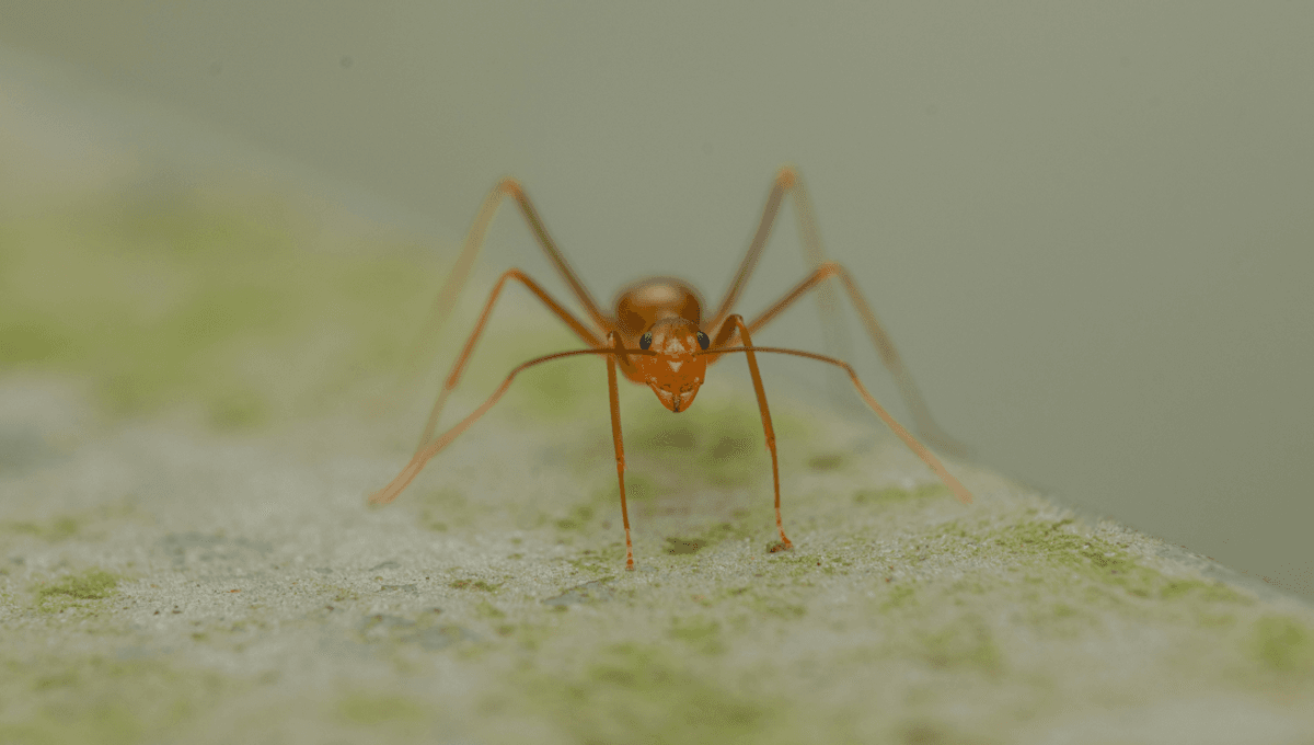 Ants march, whales swoop in Museum of Natural History update - TrendRadars