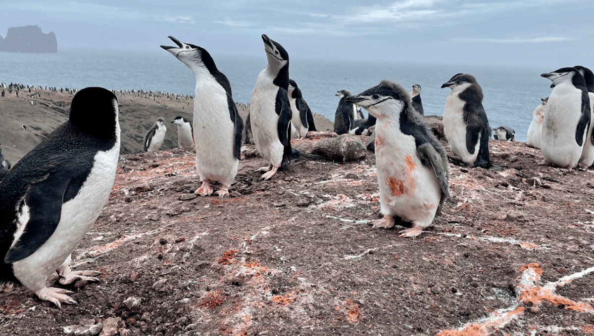 Penguins Poop Iron Into The Ocean But This Vital Resource Is Under ...