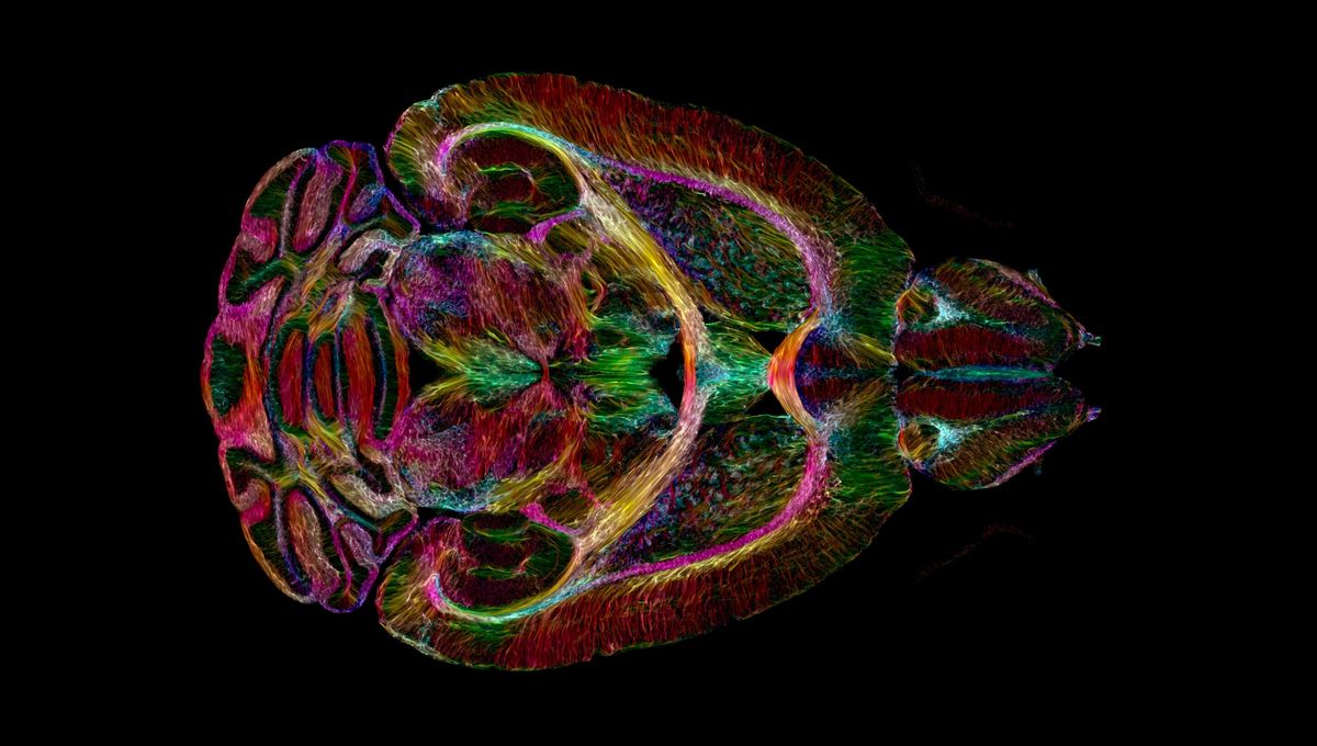 These Are The Most Detailed Scans Of A Mouse Brain Ever Taken | IFLScience