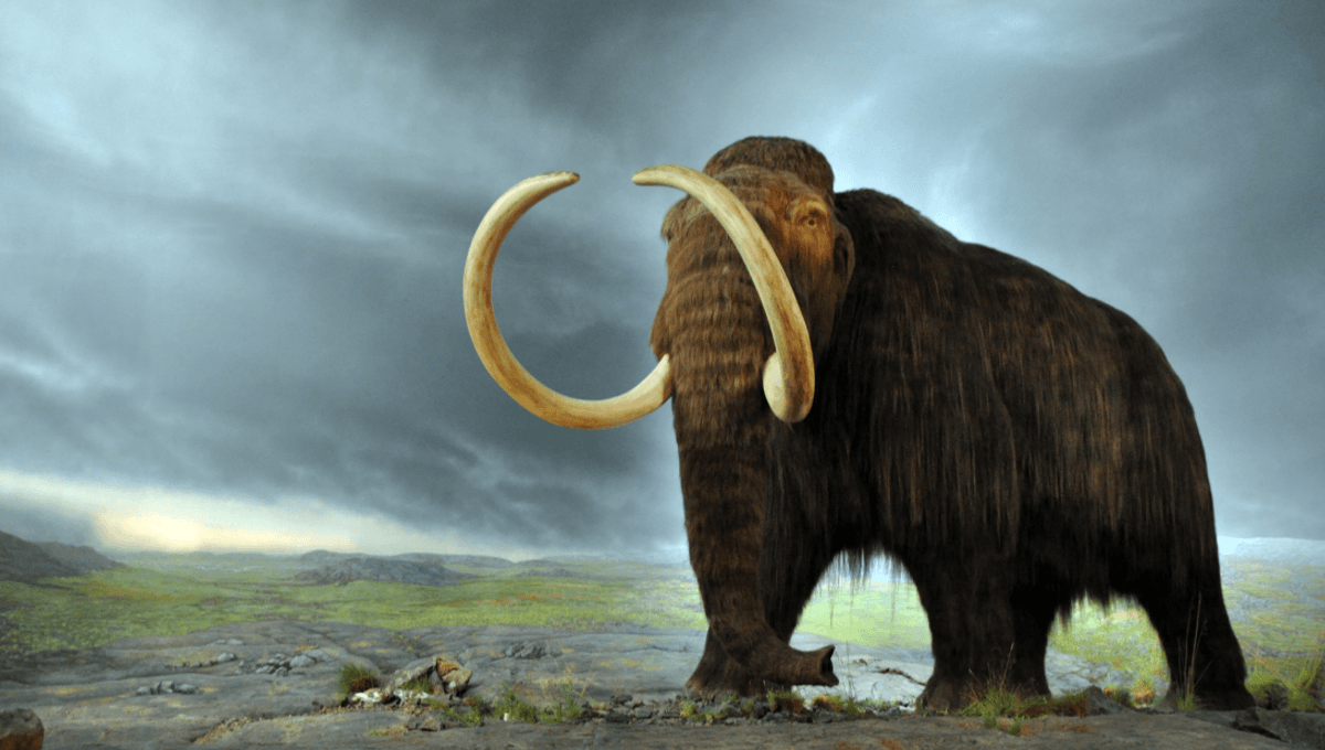 Male Woolly Mammoths' Testosterone Surged When It Was Time To Find A ...