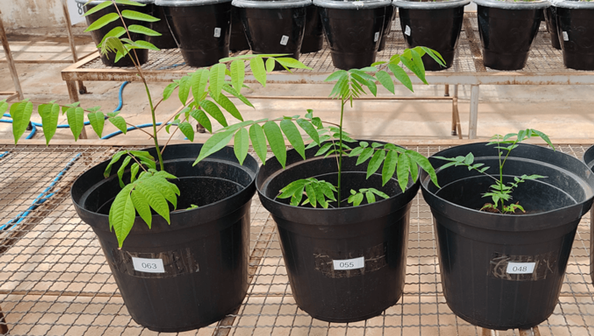 Indigenous Amazonian Soil Technology Key To Restoring Rainforests ...