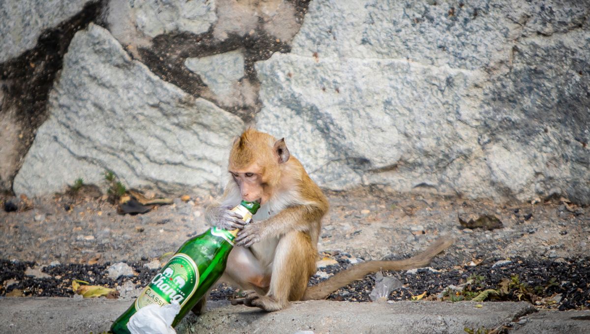 Humans Aren't The Only Animal That Like To Get High On Drugs | IFLScience