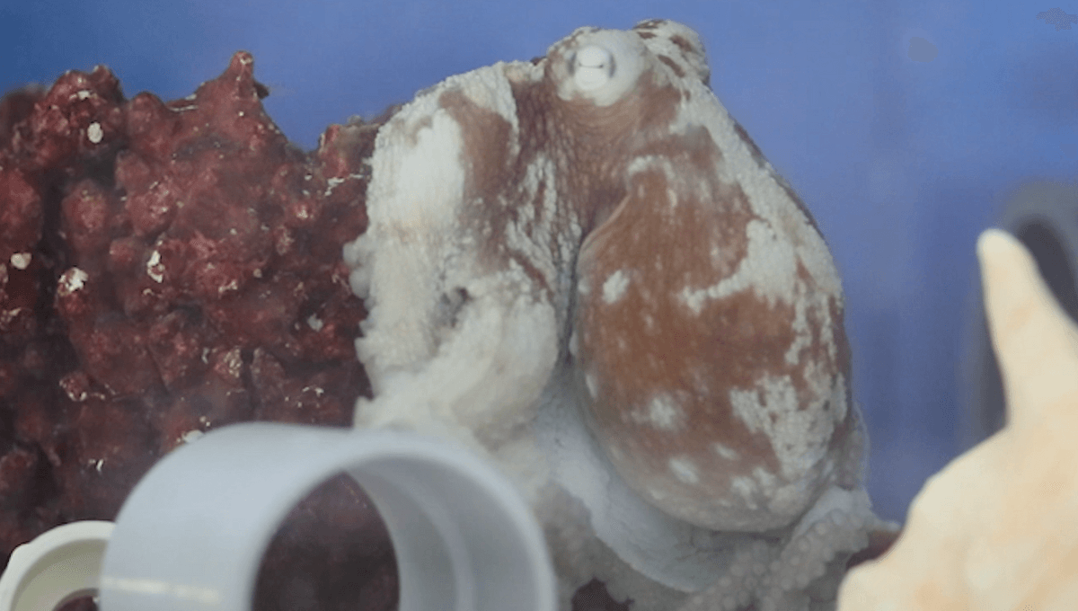 Amazing Footage Suggests That Octopus Have Nightmares Too | IFLScience