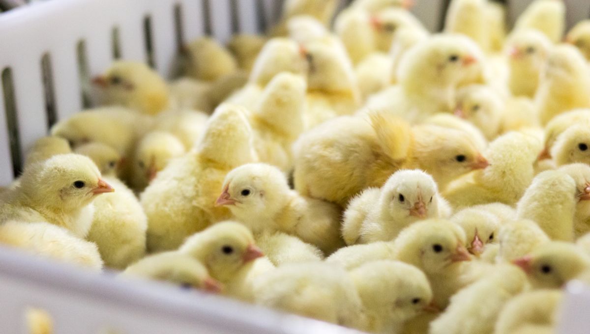 New Breakthrough Could Stop Culling Of Millions Of Live Chicks | IFLScience