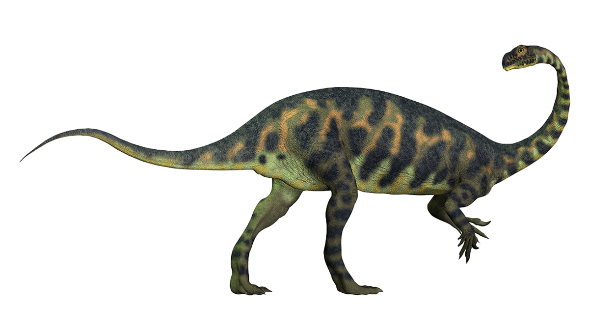 Fossil Reveals Smallest Jurassic Sauropod Weighed Less Than Many Humans ...