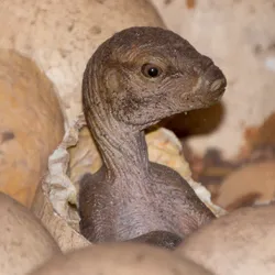 Dinosaur Cloning Possible