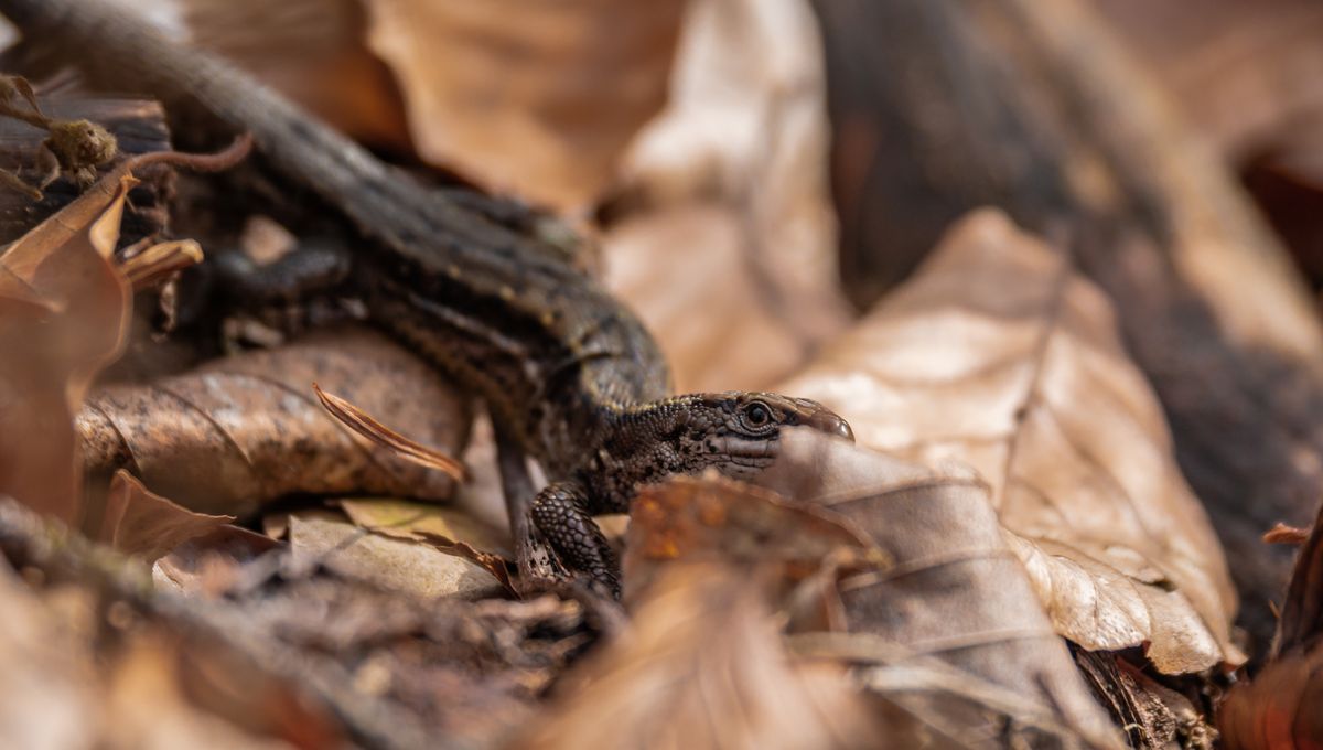 What Came First: The Chicken, The Egg, Or Reptile Live Birth? | IFLScience