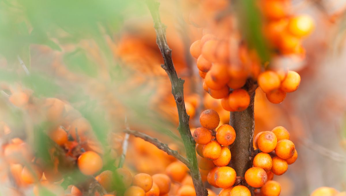 What Is Omega-7 And Do We Need More Of It? | IFLScience