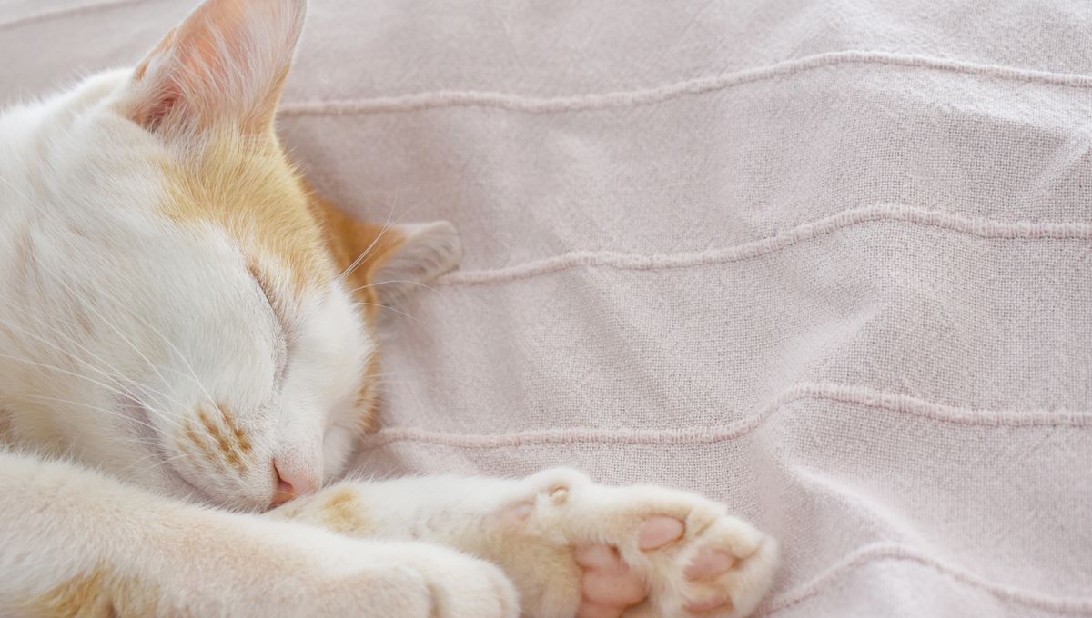 Why Does Taking A Nap Make You Feel Groggy And Grumpy When You Wake Up ...