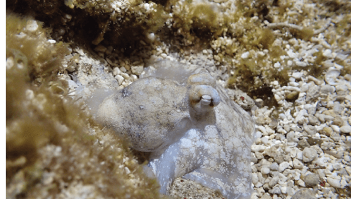 Octopuses Have An "Active Sleep" Phase Resembling REM Sleep | IFLScience