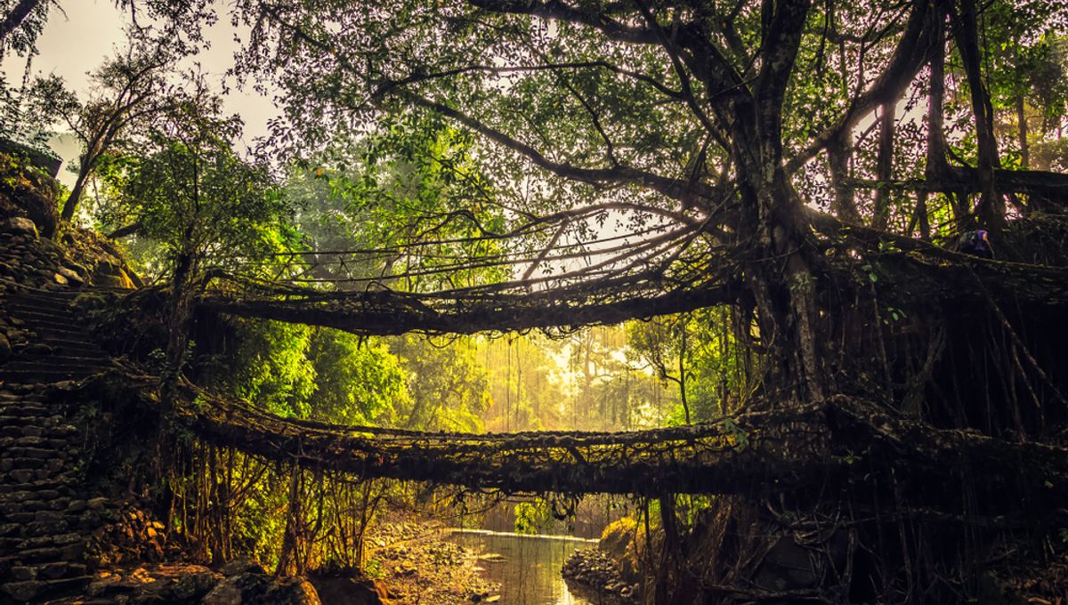 India’s Ingenious Living Root Bridges | IFLScience