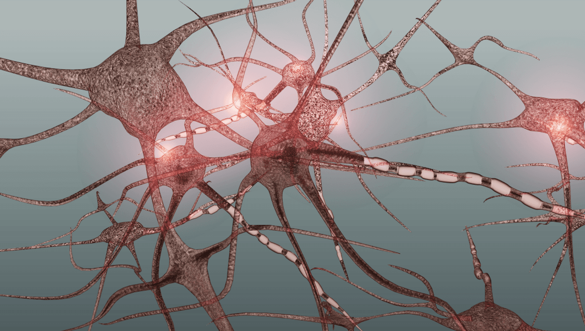 Corpusculos De Krause SENTIDO DEL TACTO* Corpúsculos Krause*