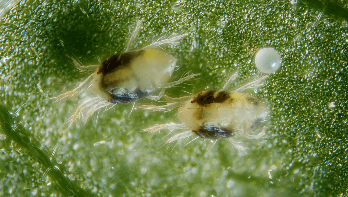 Spider Mites Mate Faster By Helping Females Out Of Their Dead Skin ...