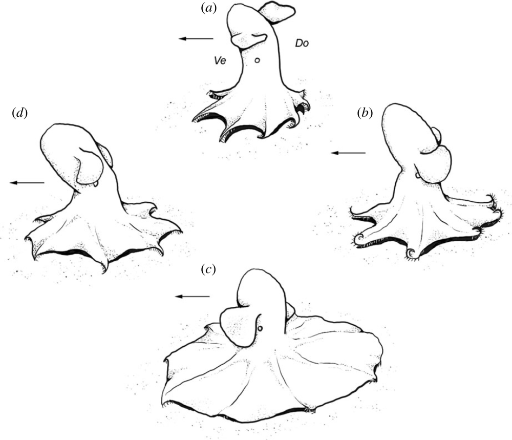 Scientists Kept Finding Octagons On The Seafloor, Now They Know Why ...
